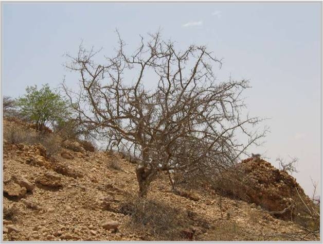 WHAT IS MYRRH? |The Garden of Eaden