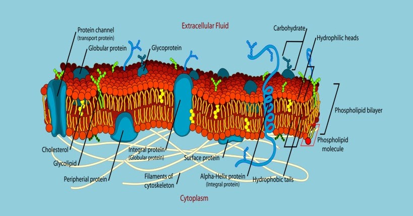 Pengertian Membran Sel, Struktur, Sifat dan Fungsinya - Viena Ku