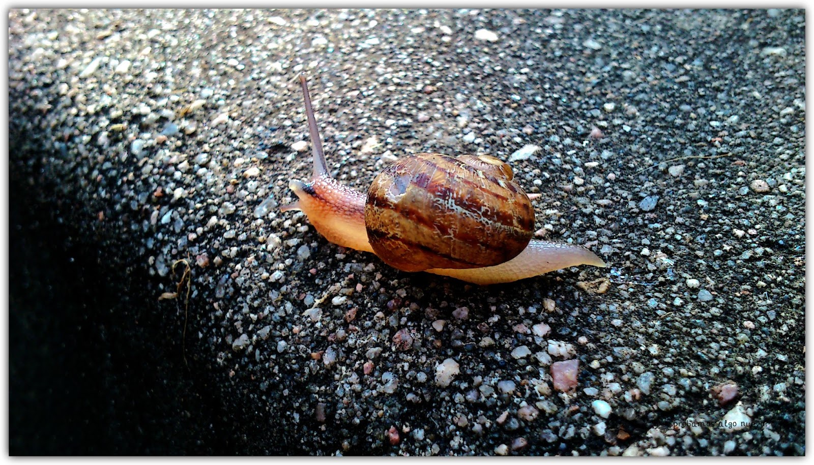 Foto de la semana: caracol