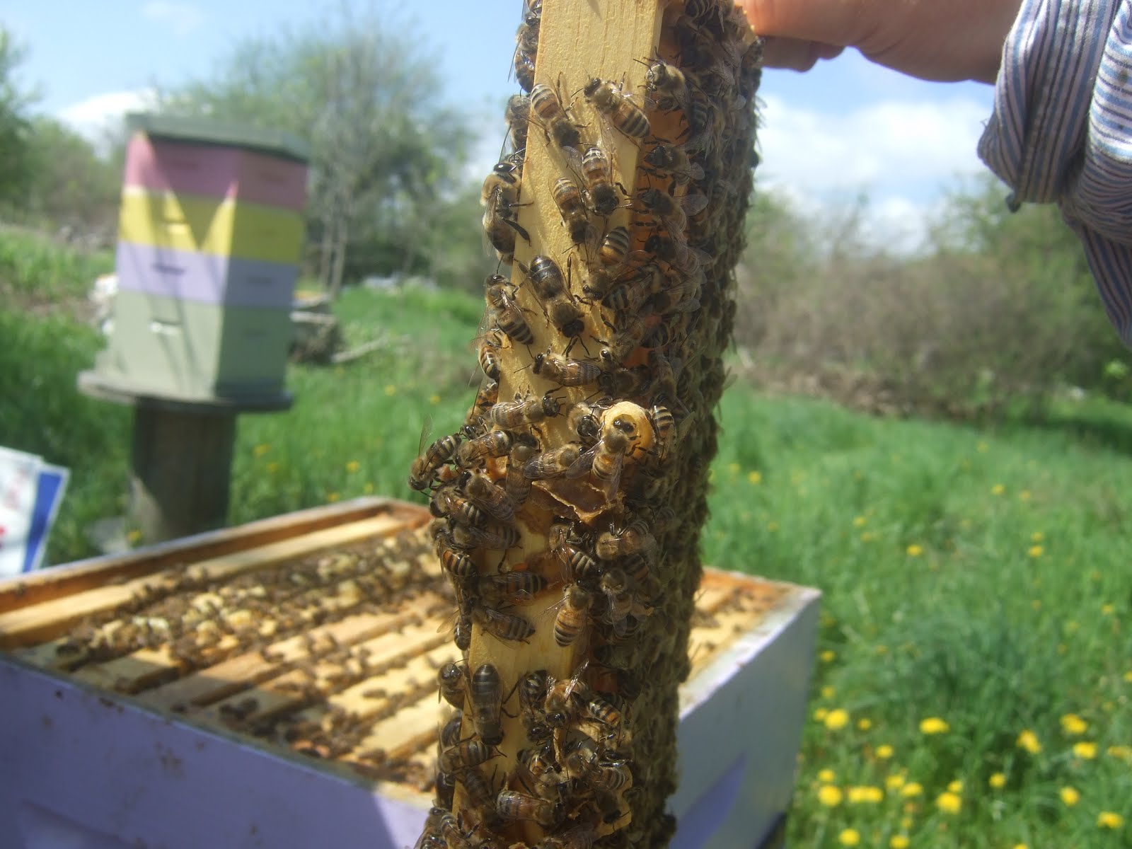 The Bee Journal: Queen Swarm Cells