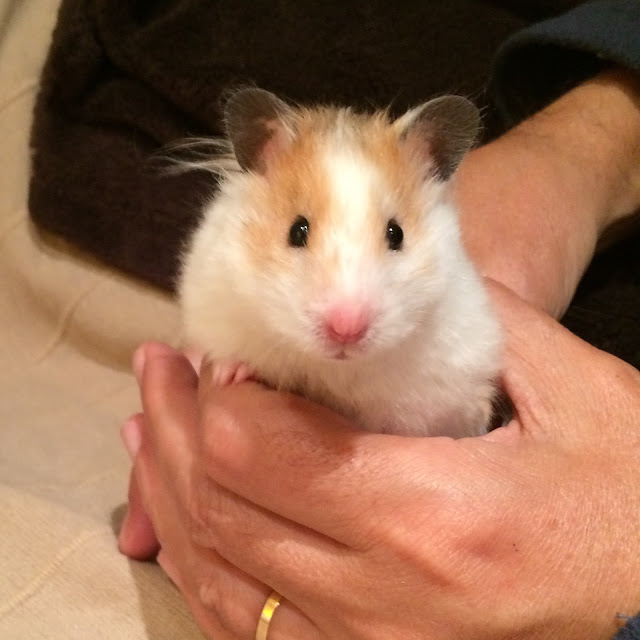 Mis hamsters favoritos.: abril 2017