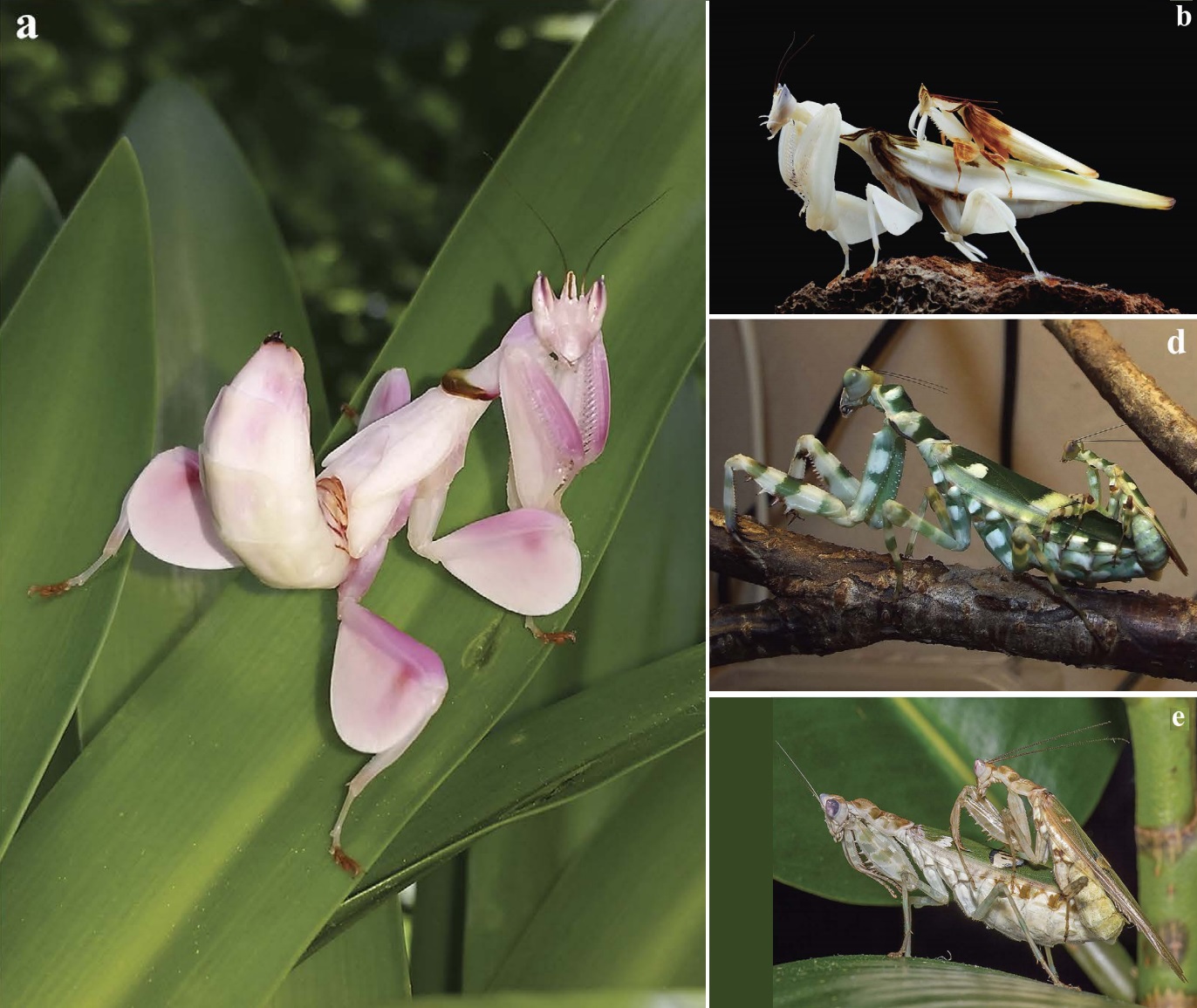 Orchid Mantis Camouflage
