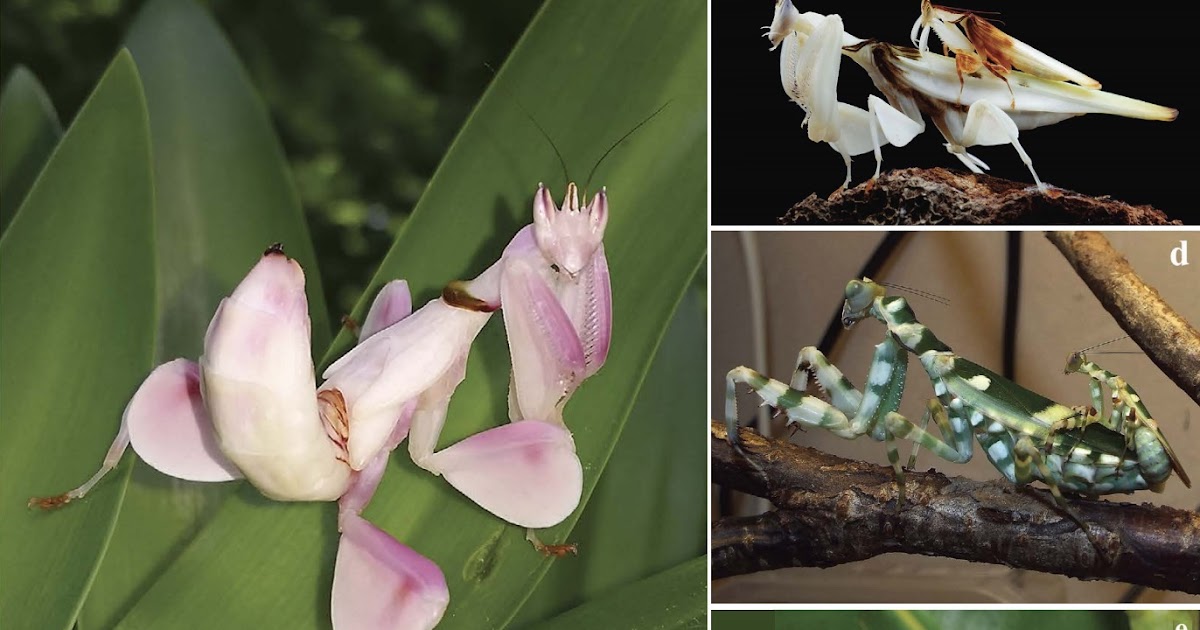 Species New to Science: [Entomology • 2016] Selection for Predation ...