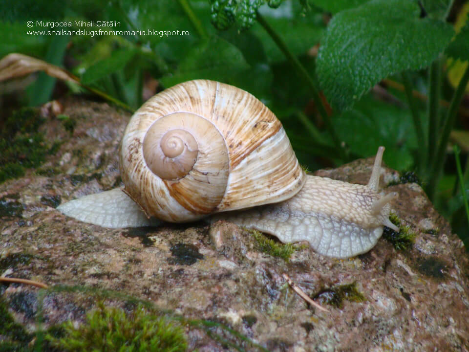 Snails and Slugs from Romania: Helix (Helix) pomatia