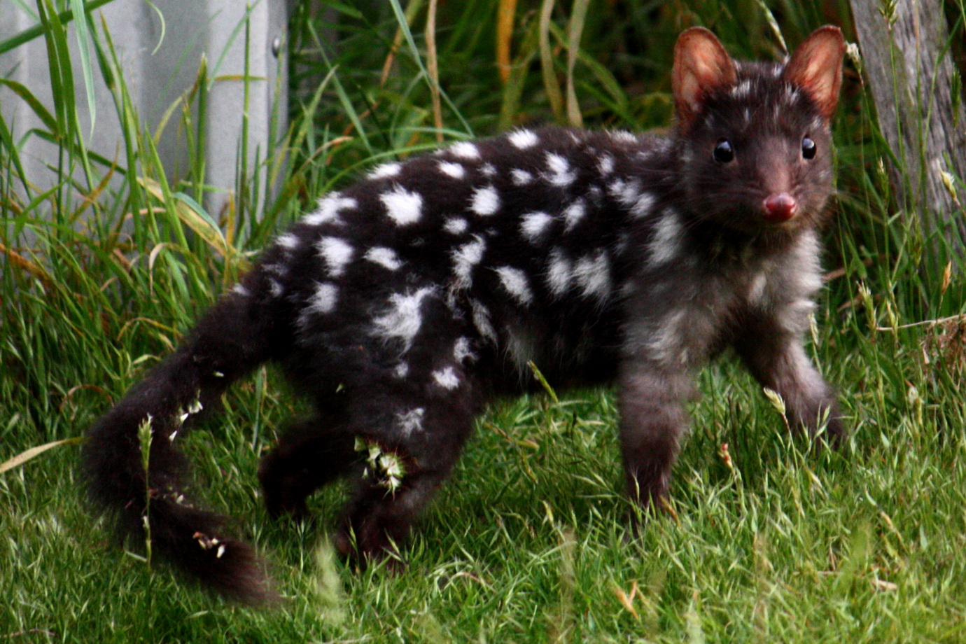 Quoll | Animal Wildlife