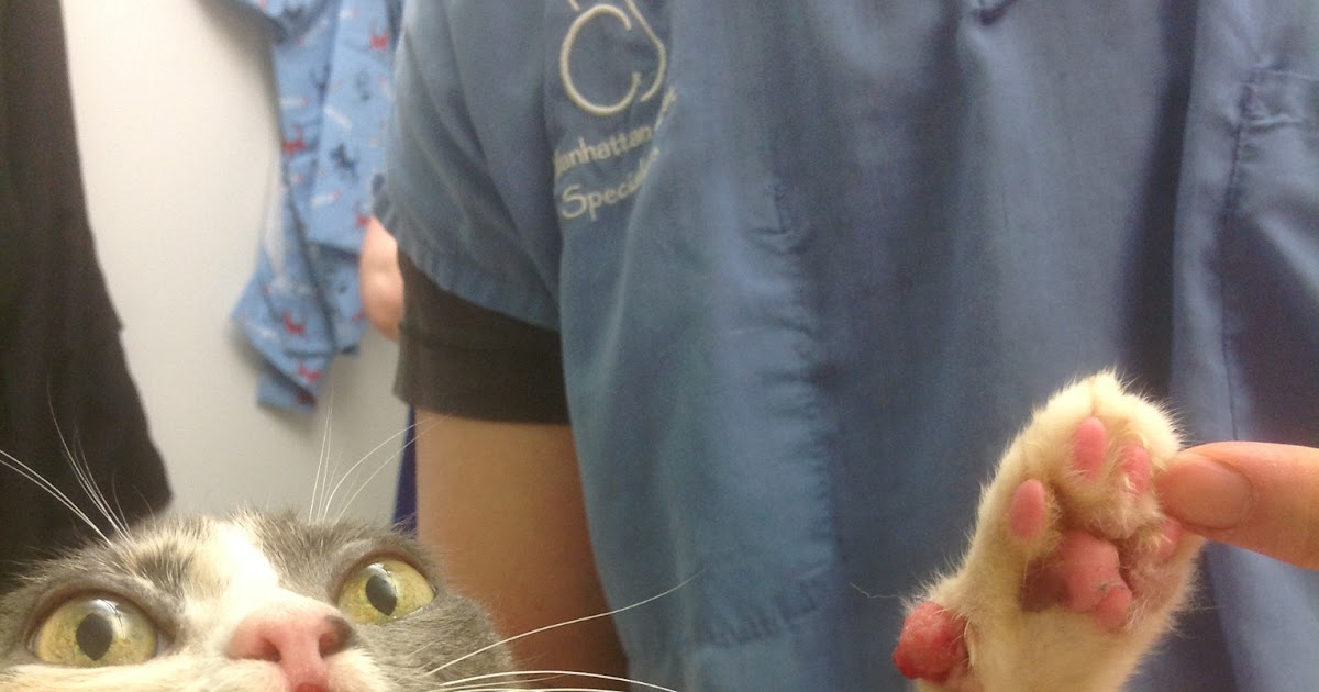 Eosinophilic Granuloma Complex (EGC) in Cats - Part 2