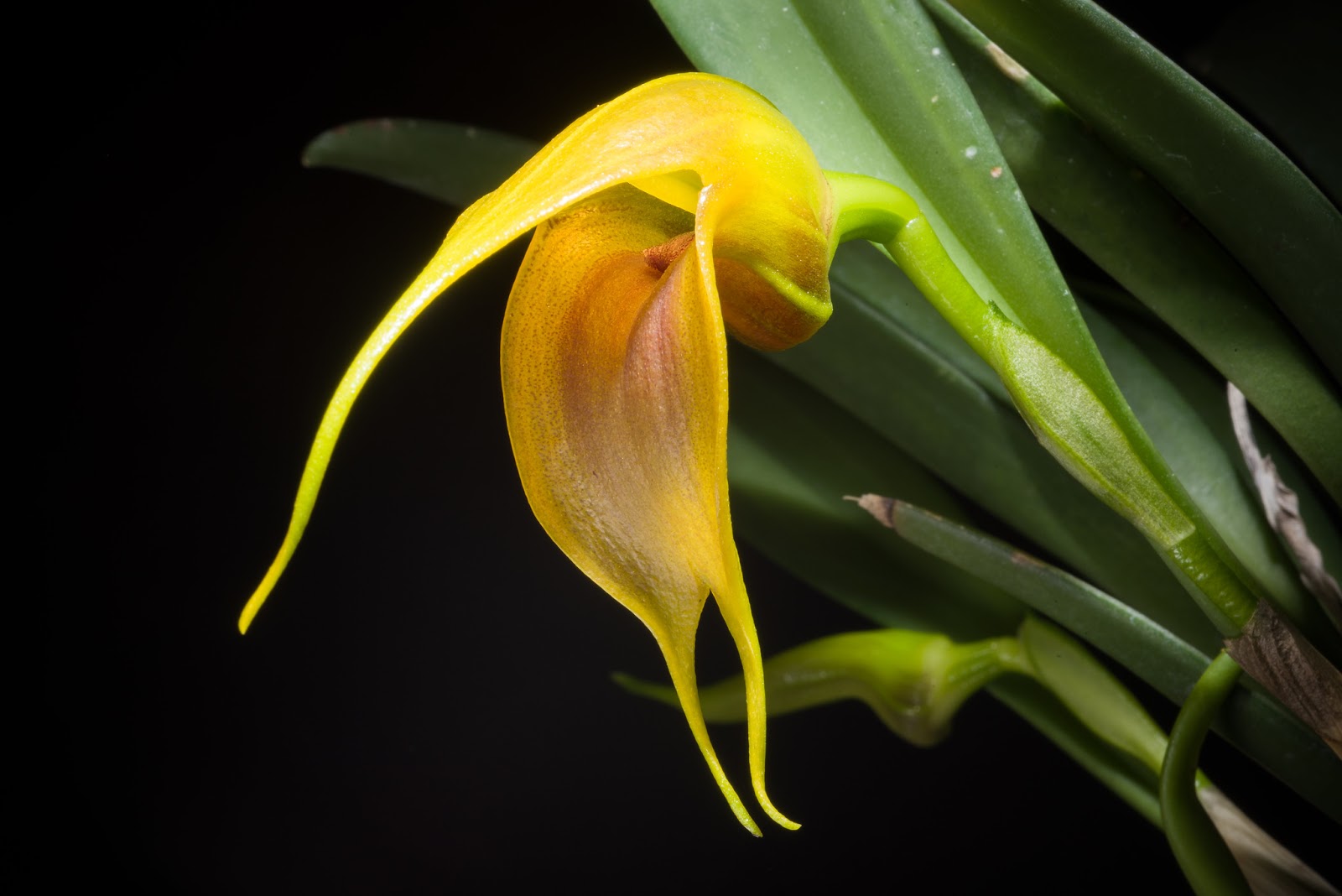 Masdevallia velifera care and culture | Travaldo's blog