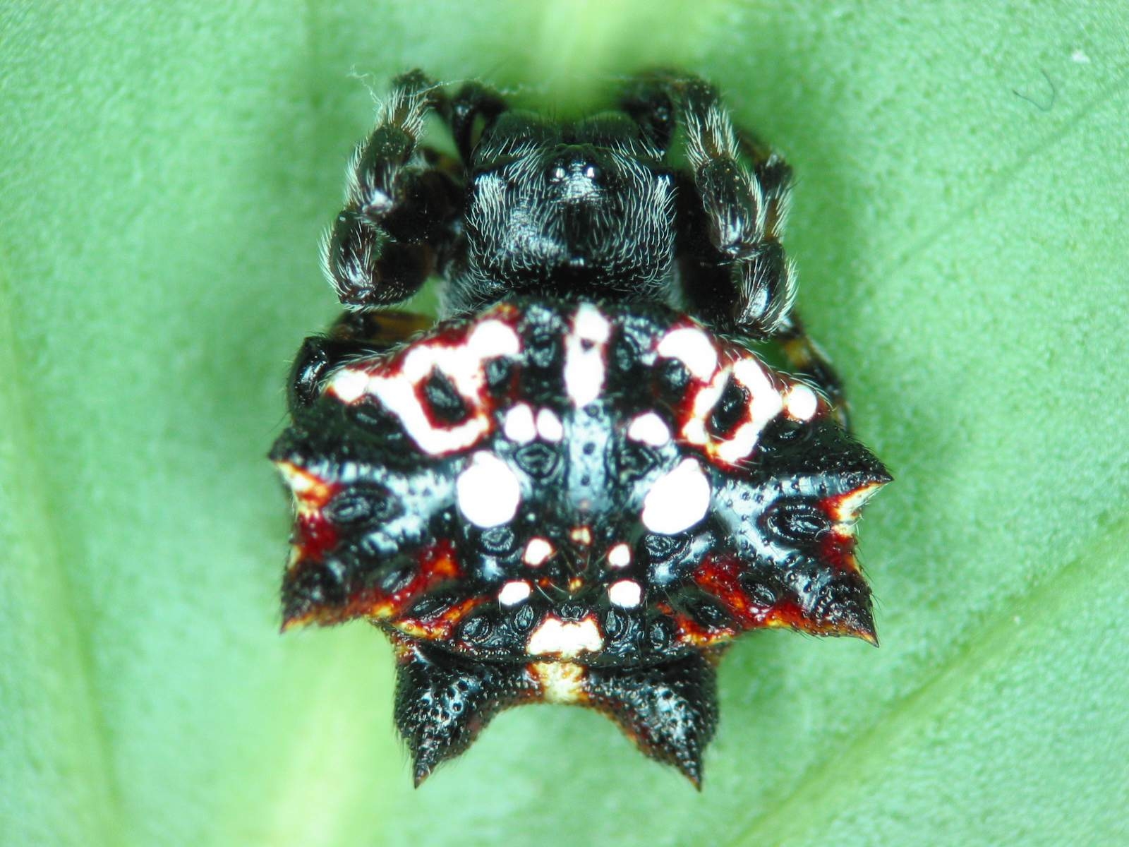 Spiders of Maldives: July 2010