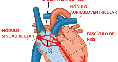 CURIOSIDADES CIENTÍFICAS : El control del latido cardiaco