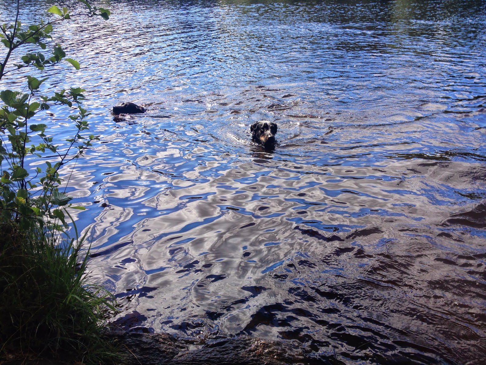 Pimpula, Passo ja Pondi - elämää labradorien kanssa: Hauskaa Juhannusta