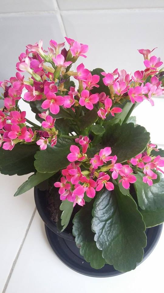 Borboleteza: Como cultivar a flor da fortuna