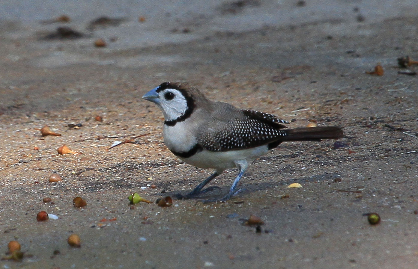Richard Waring's Birds of Australia: Birds of Darwin - Buffalo Creek ...