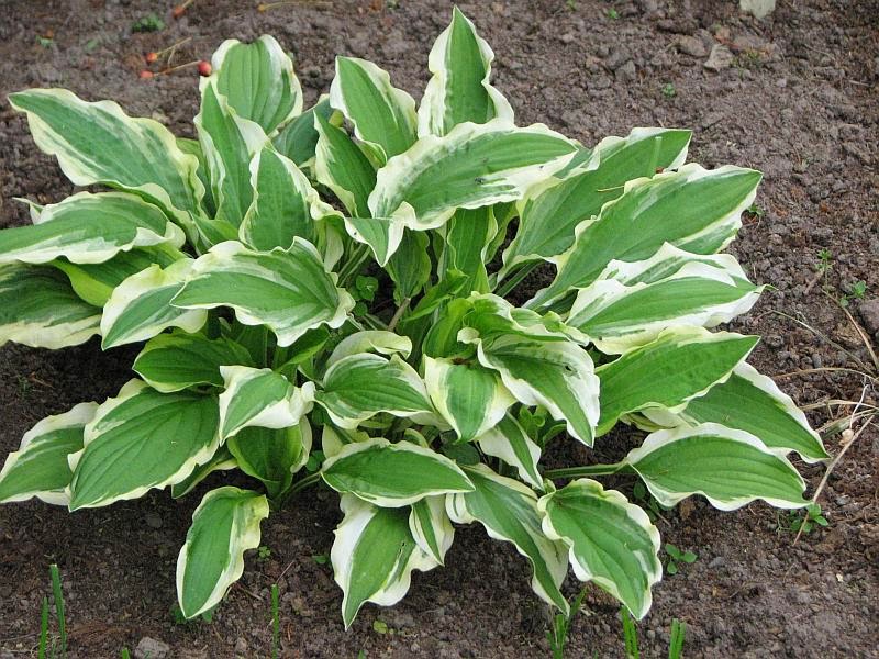 kahe valla piiri peal: hosta, minu arm