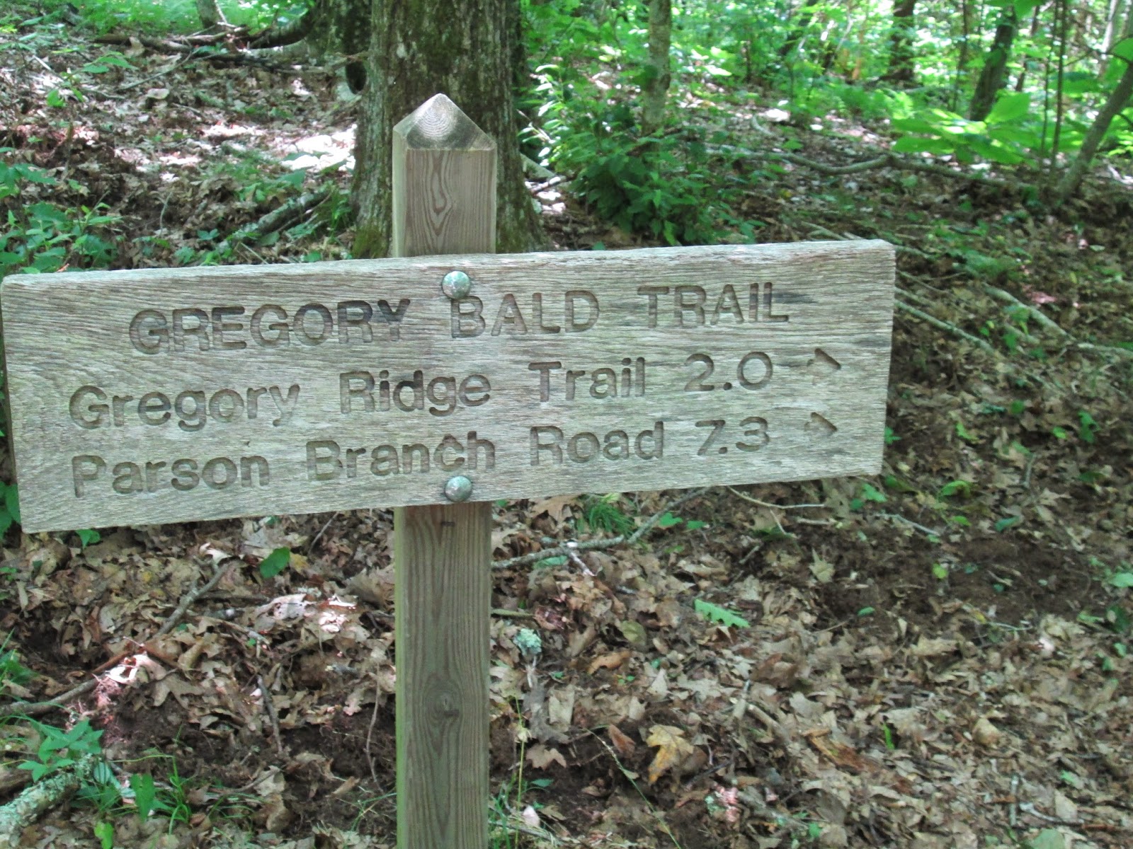 Hiking with Lipstick: The Azaleas of Gregory Bald