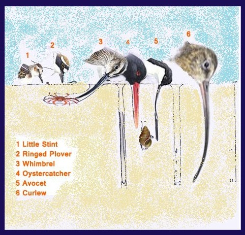 FOREST BIRD: The Bird-Bill….a unique adaptation for survival