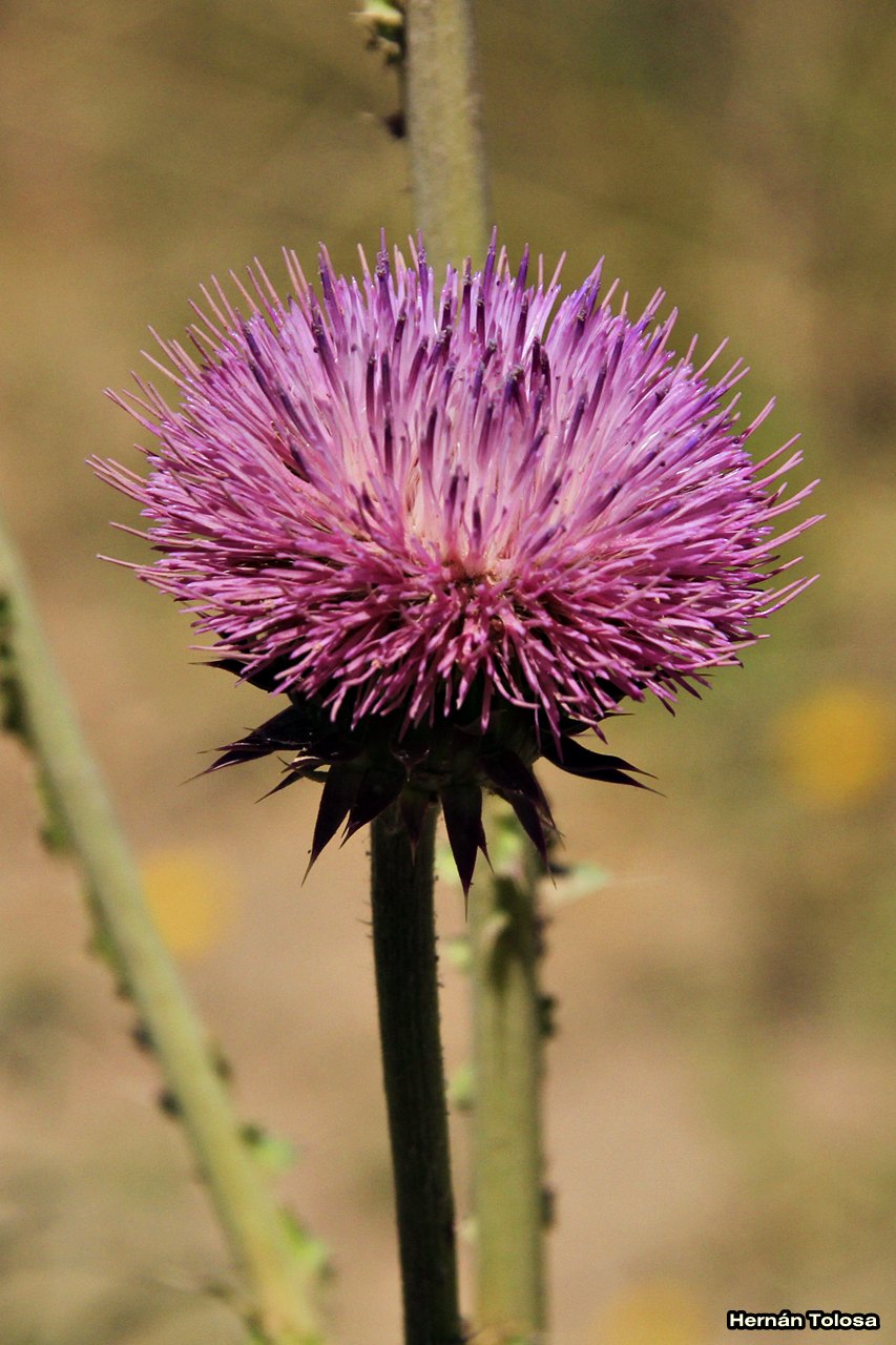 Flora Bonaerense: Cardo pendiente (Carduus nutans)