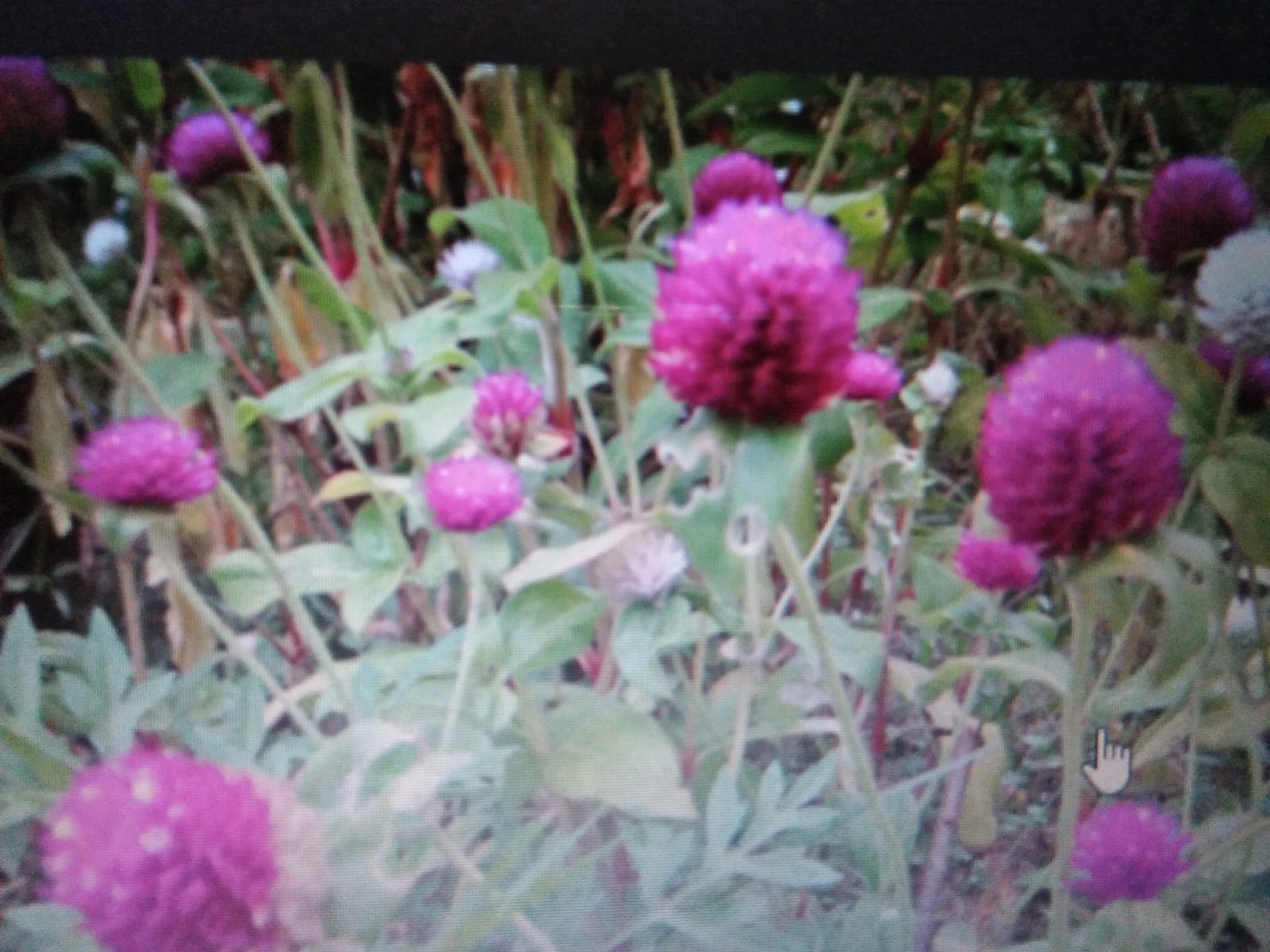 Fuziah Sulaiman blog: Jom kenali POKOK BUTANG - Gumfrena- ornamental n ...