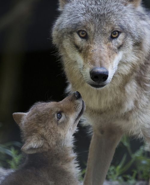 White Wolf : Wolves And Their Charming Miniature Versions (12 Pics)