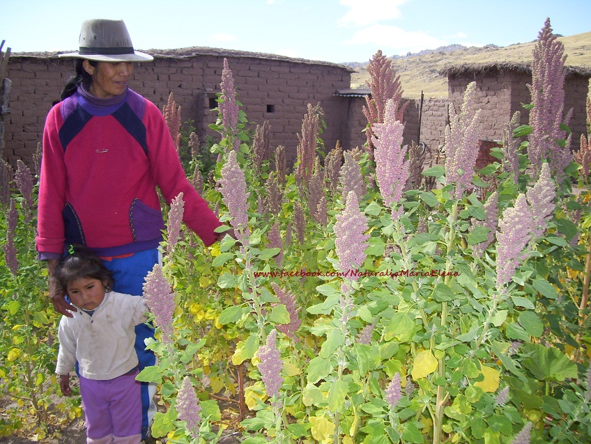 Eva Rodríguez Braña: 2013, Año Internacional de la Quinoa