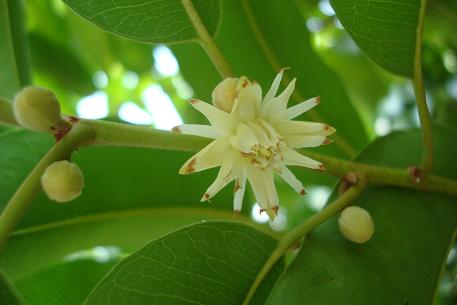 மூலிகைகள்: மகிழமரம்: