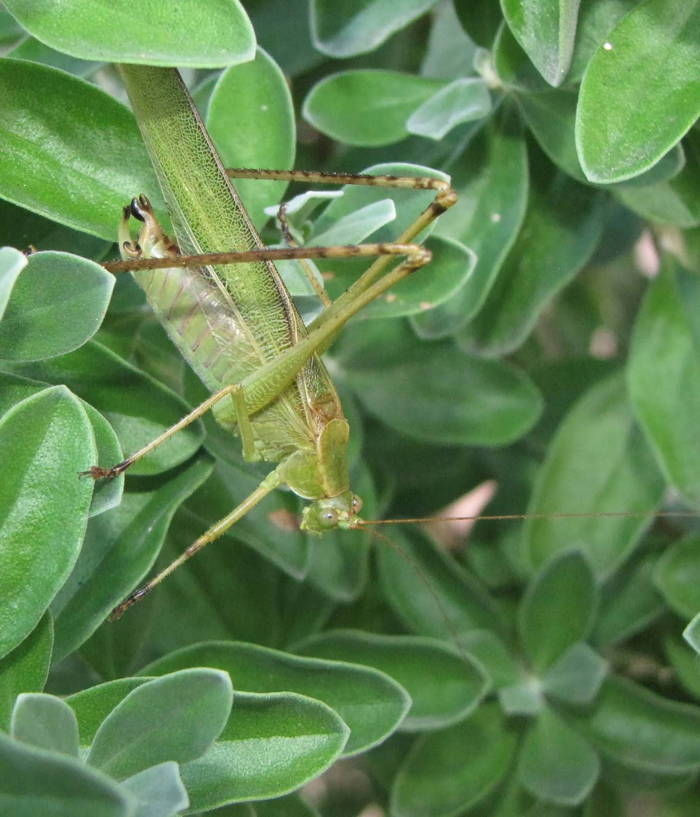 Bug Eric: Fork-tailed Bush Katydid