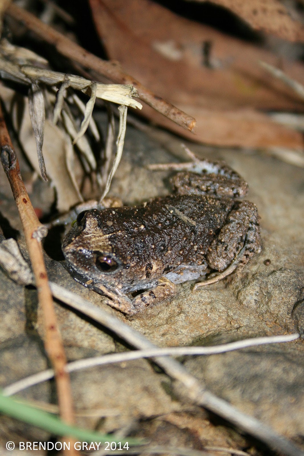 New Frog at Jarowair - Wrinkled Toadlet