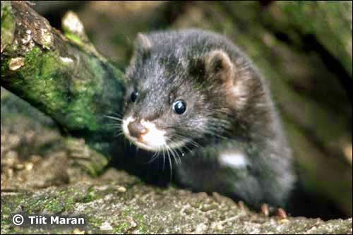 ΤΣΙΝΤΣΙΛΑ - ΜΙΝΚ photos - wallpapers | the fun bank