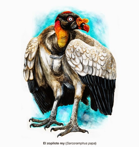 Zopilote rey - Pavel Galván