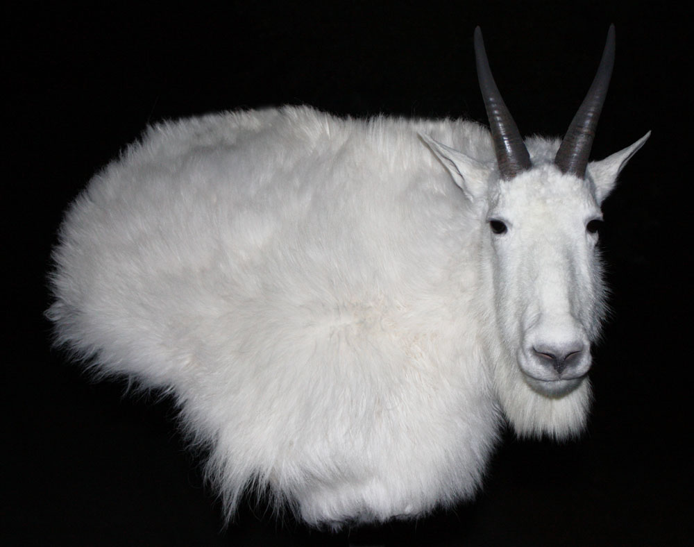 Mogollon Taxidermy: Utah Mtn. Goat