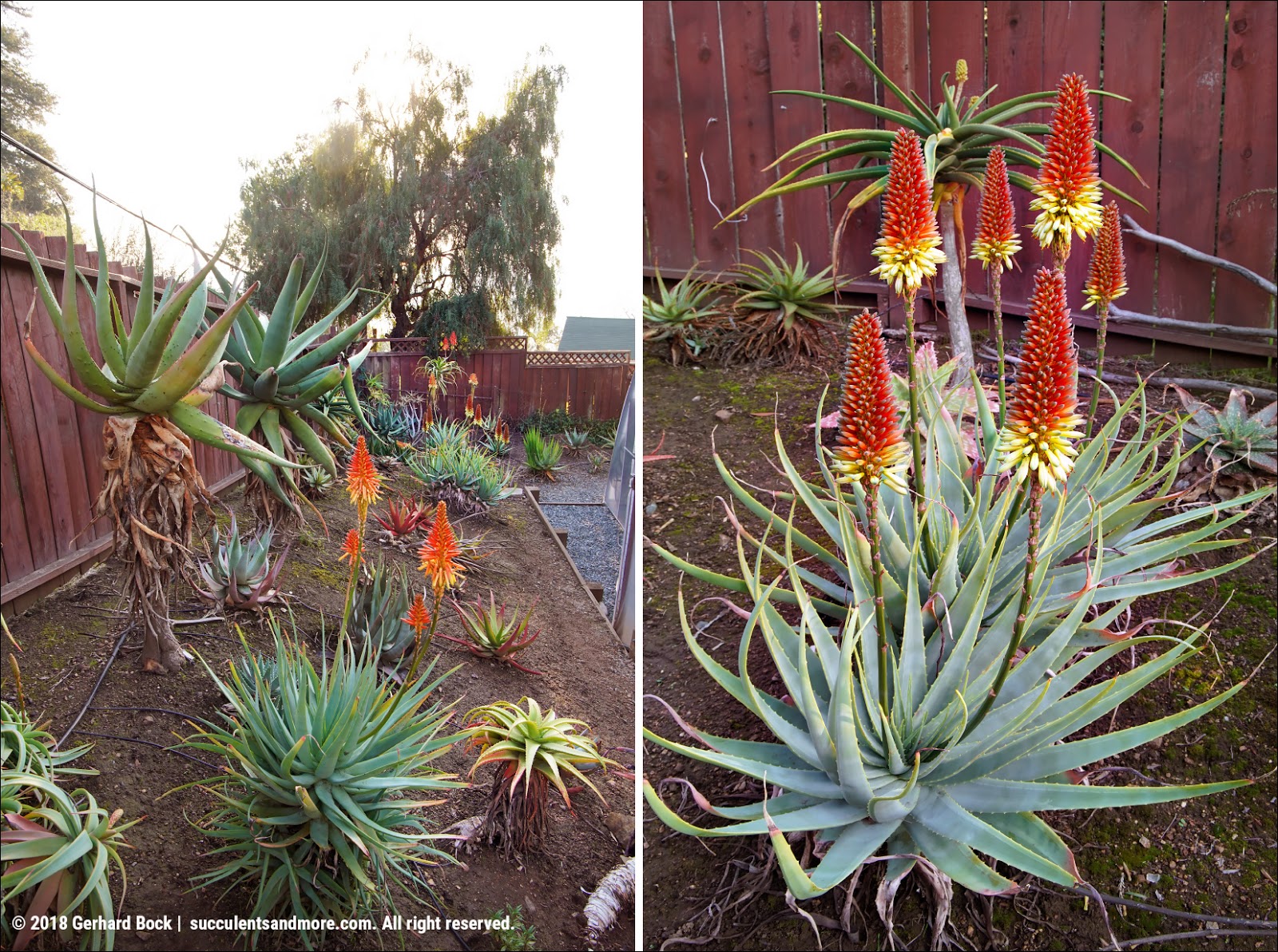 John Miller's Oakland aloe garden (Institute for Aloe Studies)