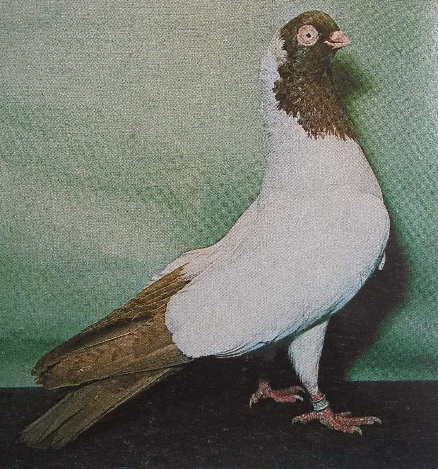 Nun Pigeon with Origin Description Size Ornaments Color Comment and ...