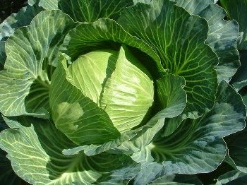 12 Manfaat Kubis (Kol) Untuk Kesehatan Dan Kecantikan | Manfaat buah ...