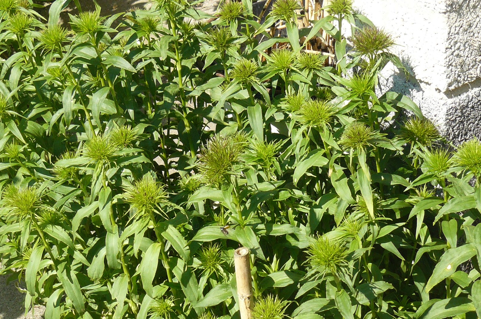 Groene inspiratie: Duizendschoon