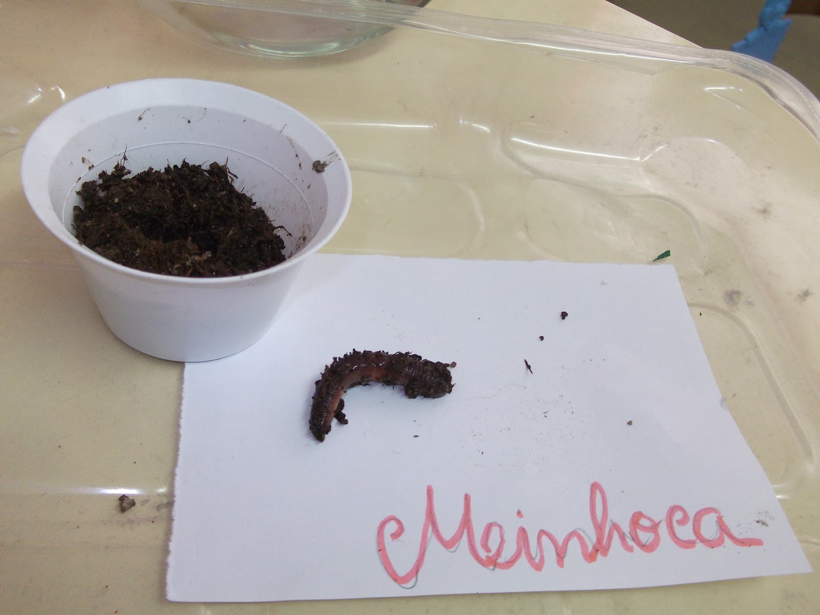 O nosso Dia: Projeto Minhoca "Violeta"