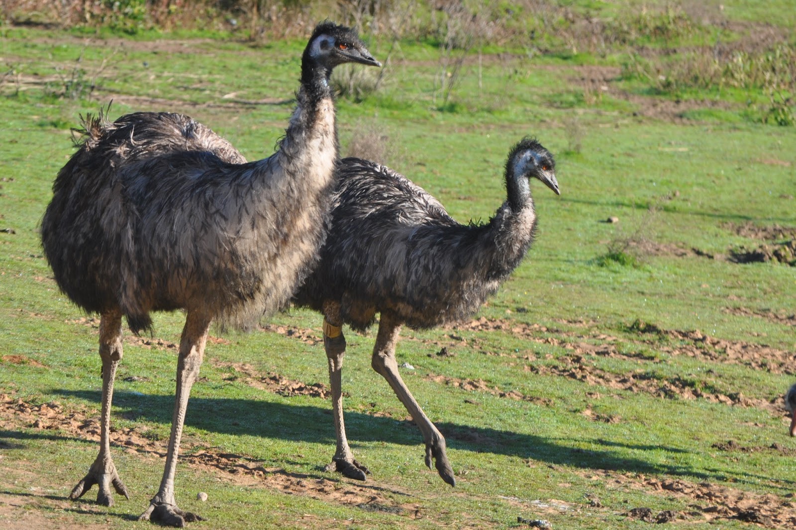 ZOOTOGRAFIANDO (6.100 ANIMALS): EMÚ / COMMON EMU (Dromaius novaehollandiae)