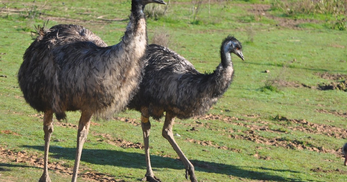 ZOOTOGRAFIANDO (6.100 ANIMALS): EMÚ / COMMON EMU (Dromaius novaehollandiae)