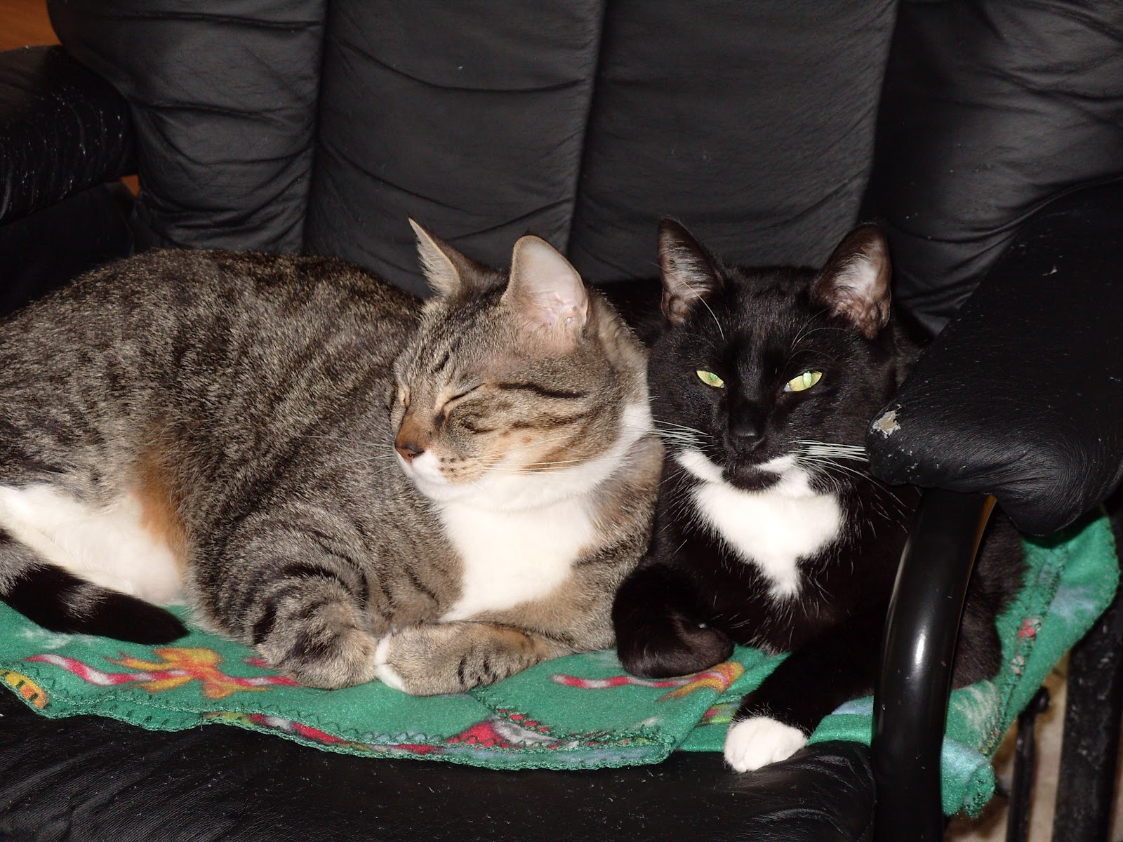 Two Torties, a Tabby and a Tuxedo: Snuggly Cat Monday