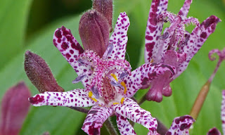 Life, Birding, Photos and Everything: Colorfest at Bernheim