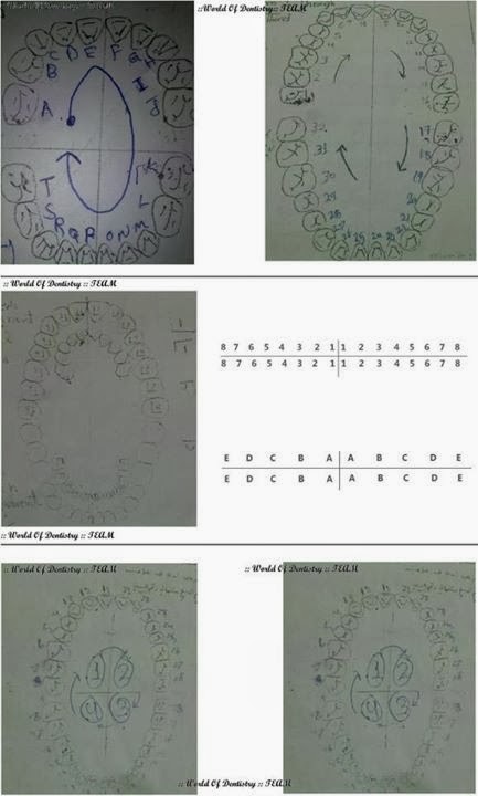 :: World Of Dentistry ::: Dental Numbering Systems