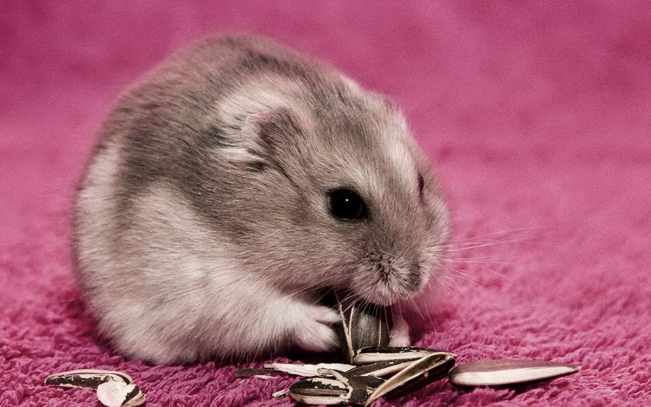 Leminzi su po prirodi društvena bića. Nikad ih ne bi trebalo držati ...