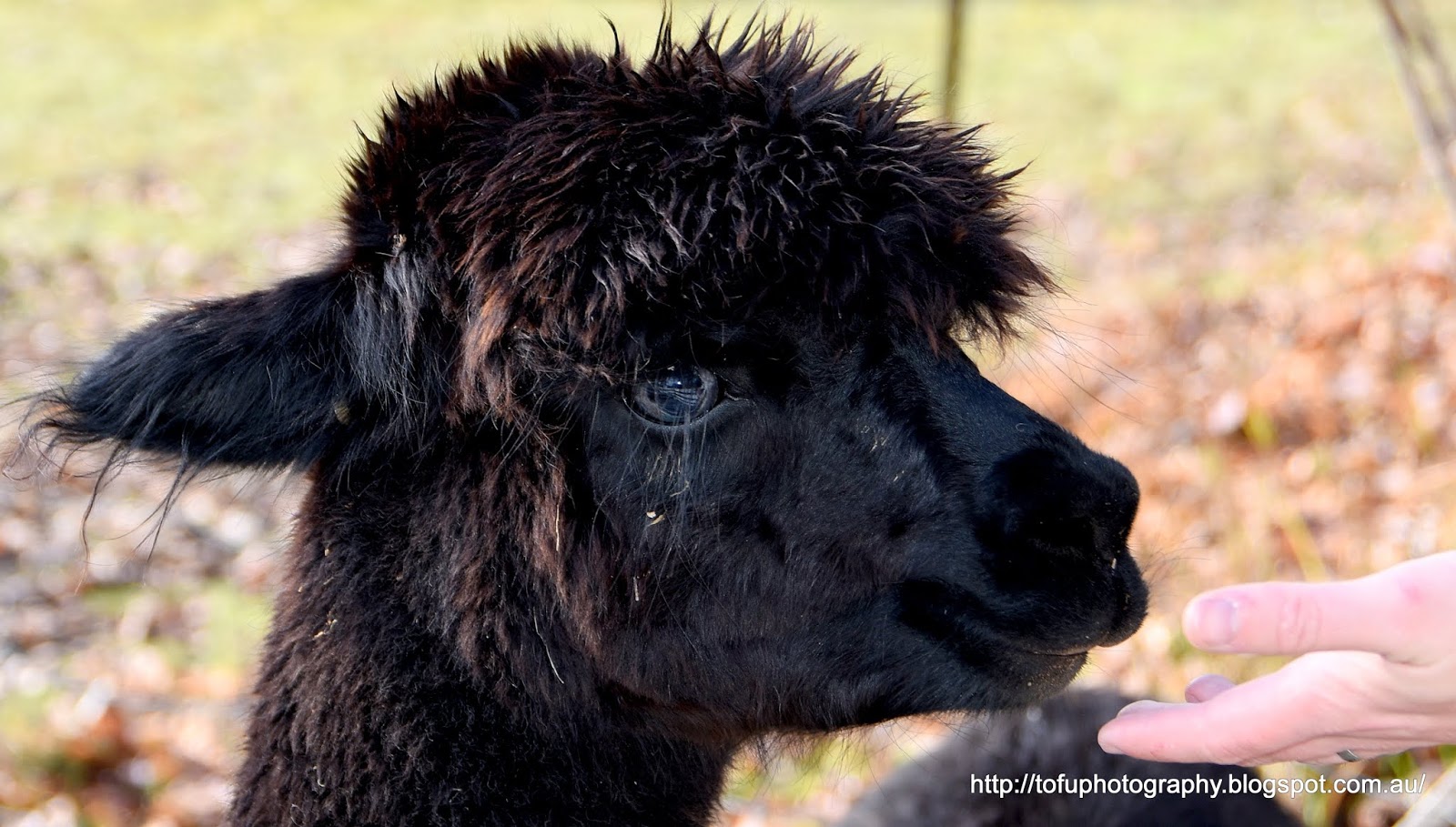 Tofu Photography: Cute black Alpacas in Hamilton Valley, Albury, NSW