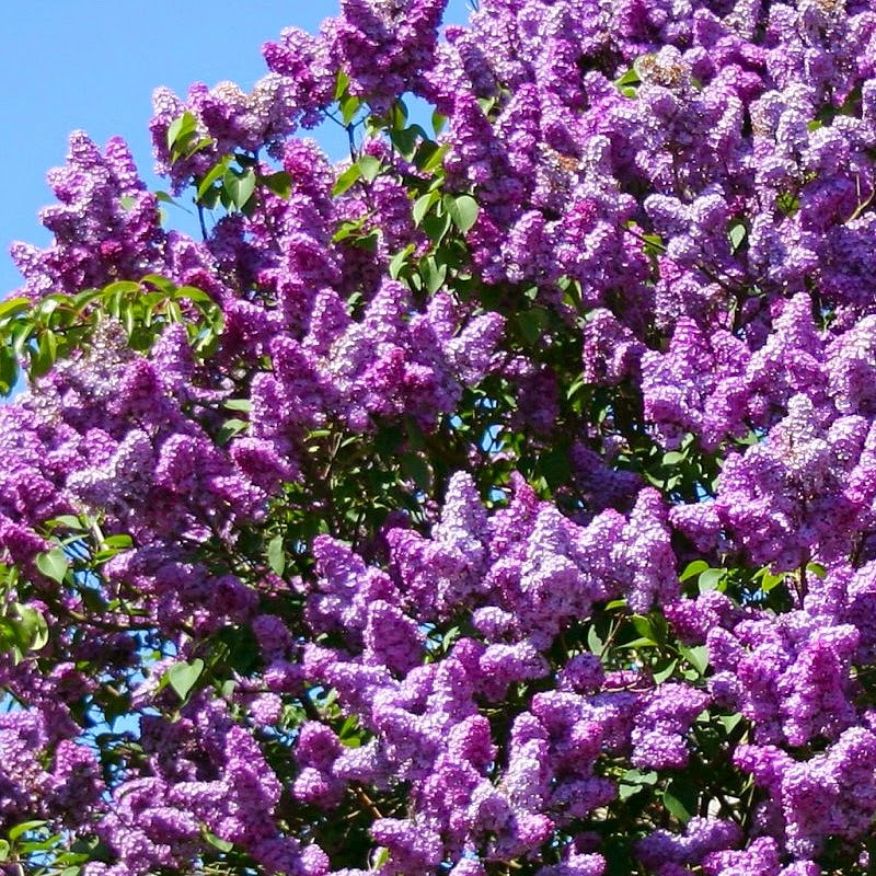 ARTE Y JARDINERÍA : LILAS. Syringa vulgaris
