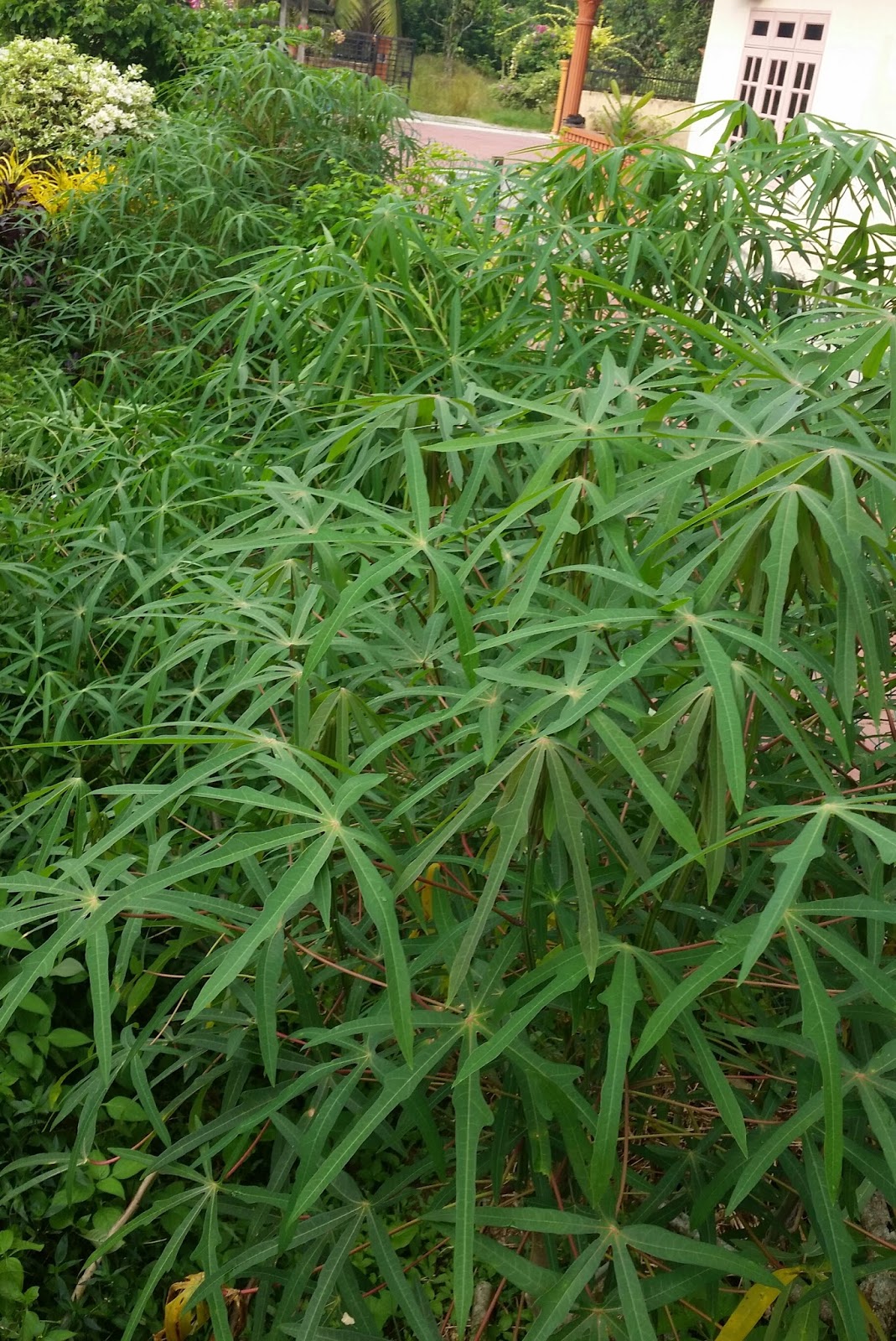 Warisan Petani: Ubi Kayu 2 : Ubi Pulut.