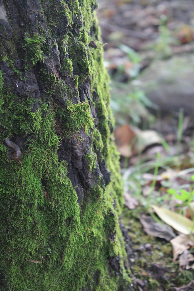 Red House Garden: The moss is always greener..
