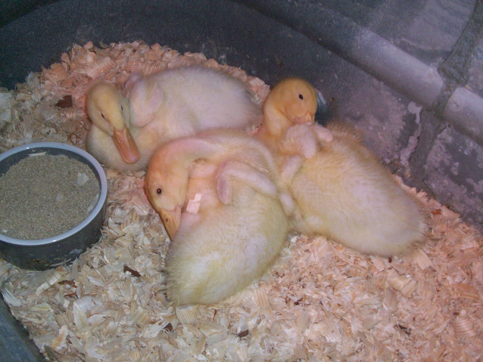 Ducks & Clucks: 3 Weeks Old!