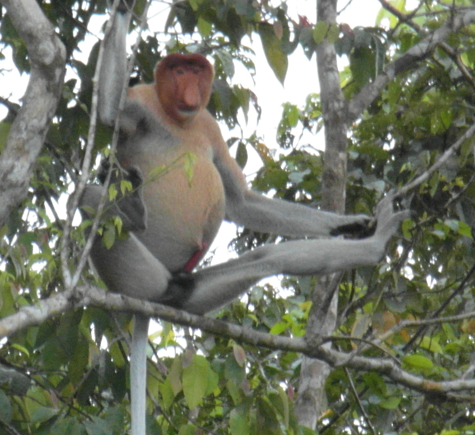 Trevor and Vida's Southeast Asian Adventure: Osman's homestay in the ...