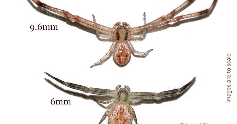 How Spiders Get Bigger by Molting