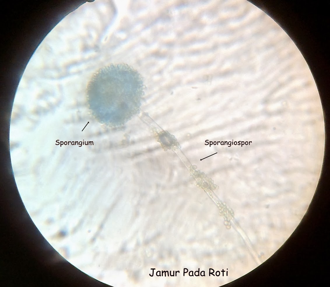 Rizqi Murtafi'ah: Jamur Pada Roti