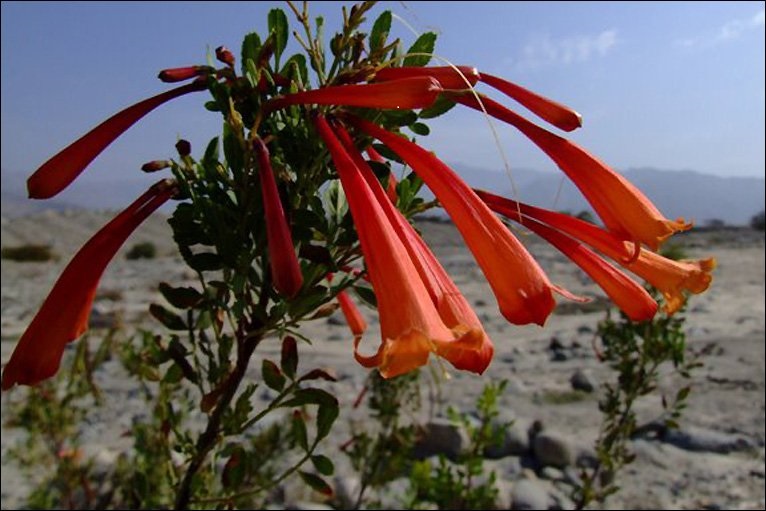arbustosensevilla-encinarosa: Tecoma / Tecoma fulva