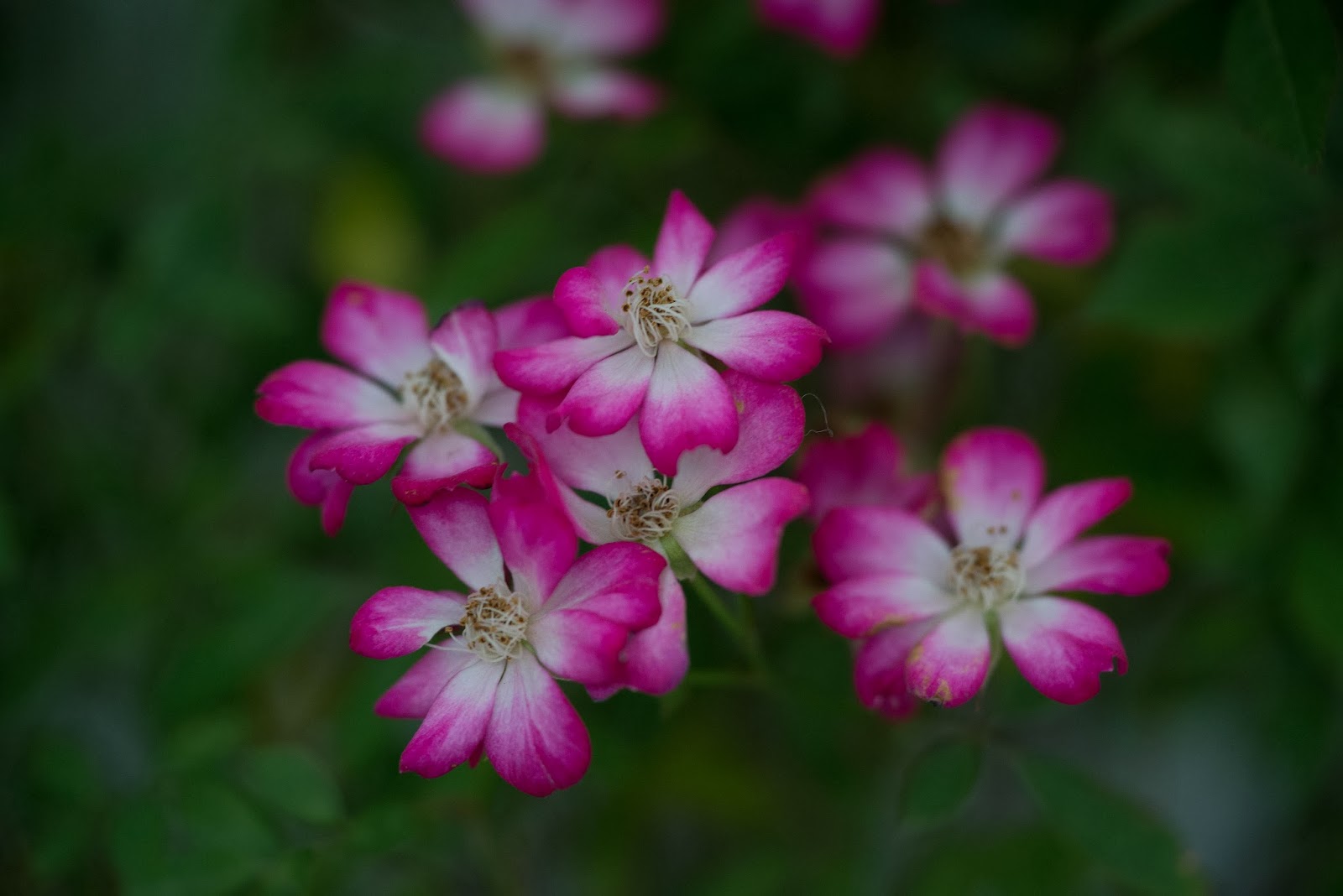 Flower Gallery: Rose Gallery - Happy Parasol バラ・ギャラリー ハッピーパラソル